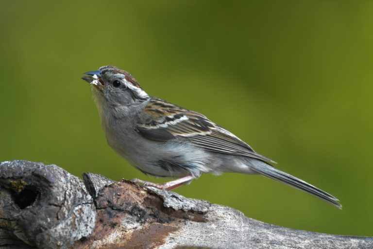 25 Most Common Birds in North America (with Photos)