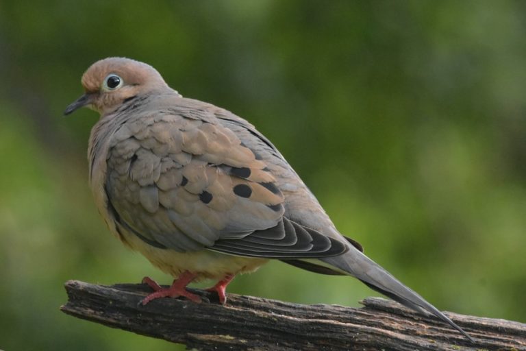 The 25 Most Common Birds Of Michigan (with Photos)